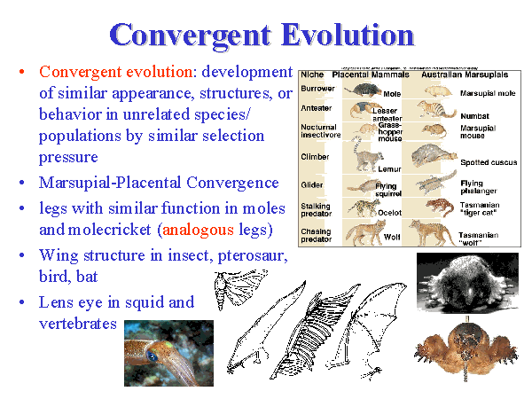 Convergent Evolution